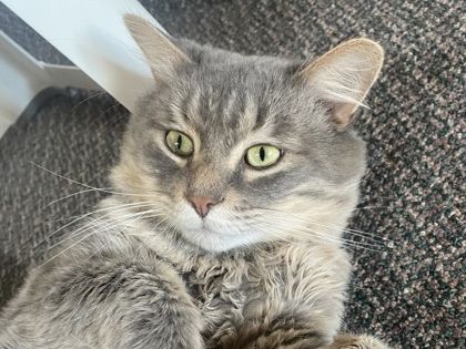 HSKWSP Volunteer Insider