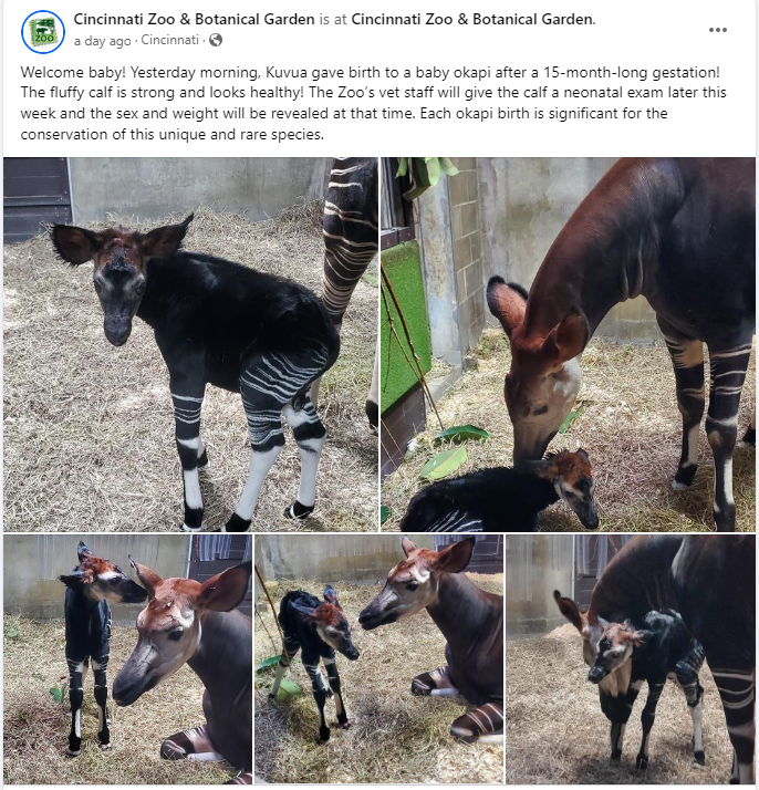 Happy Holidays from the Cincinnati Zoo & Botanical Garden! Help Welcome Our Newest Arrival – A ...