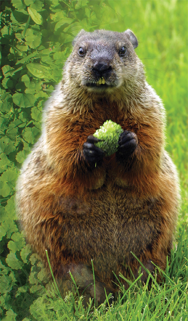It's Groundhog Season!