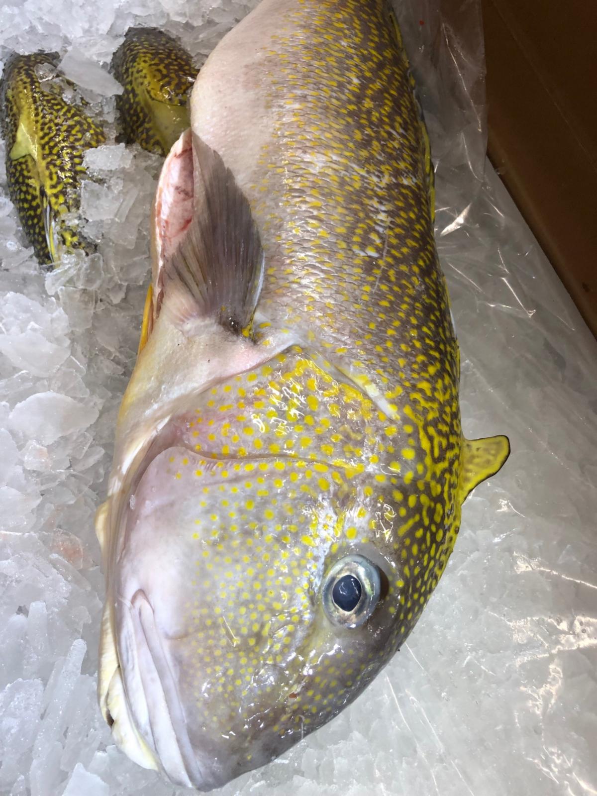 Trigger Fish Available for Thursday