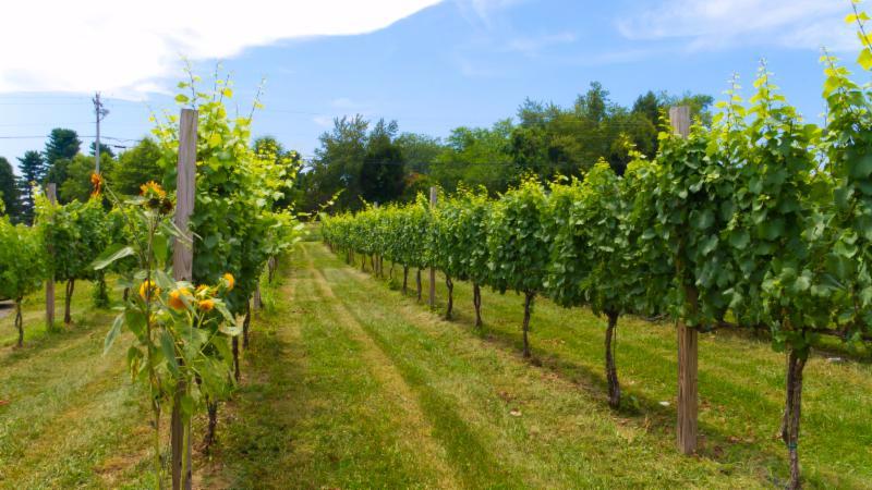 Red Snapper TnT (Bang!) and live music this weekend