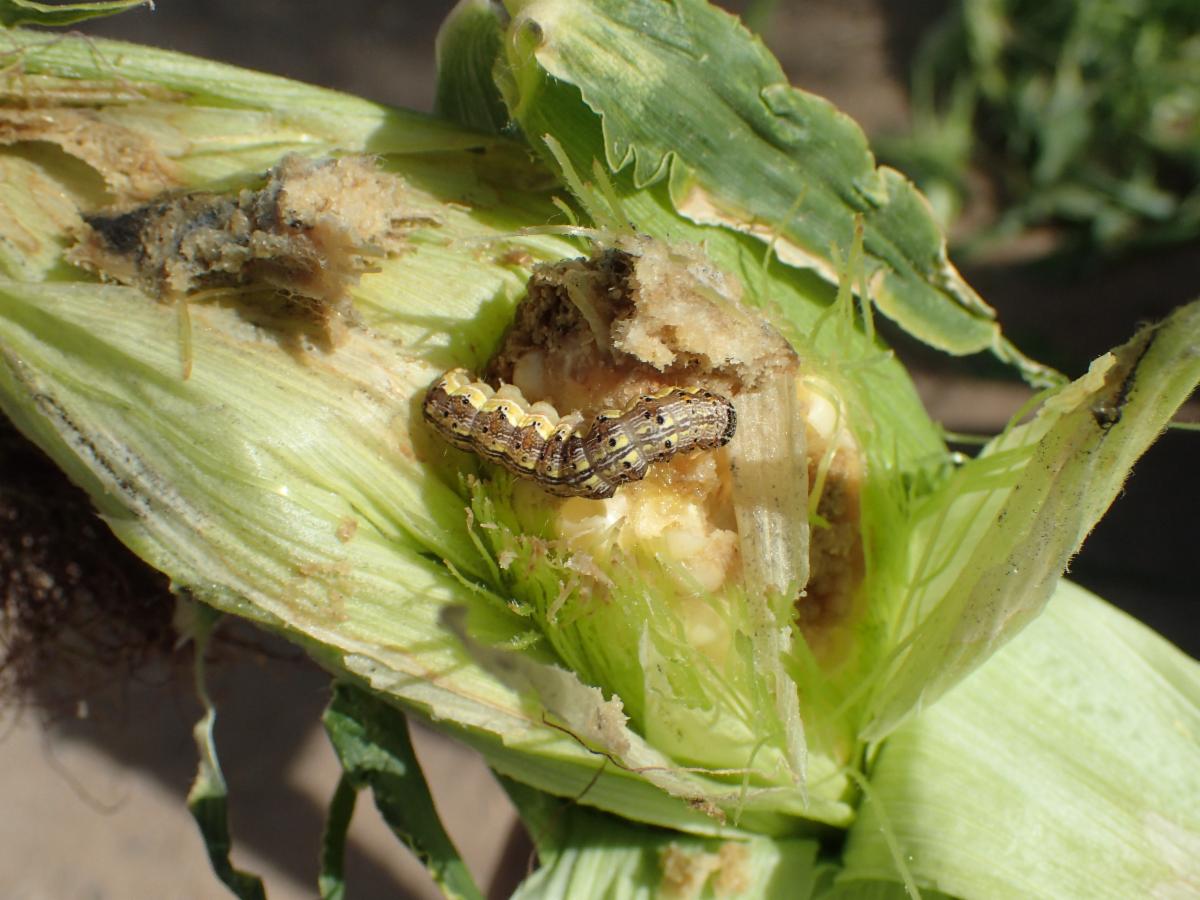 WCRC: Aug Events and Updates