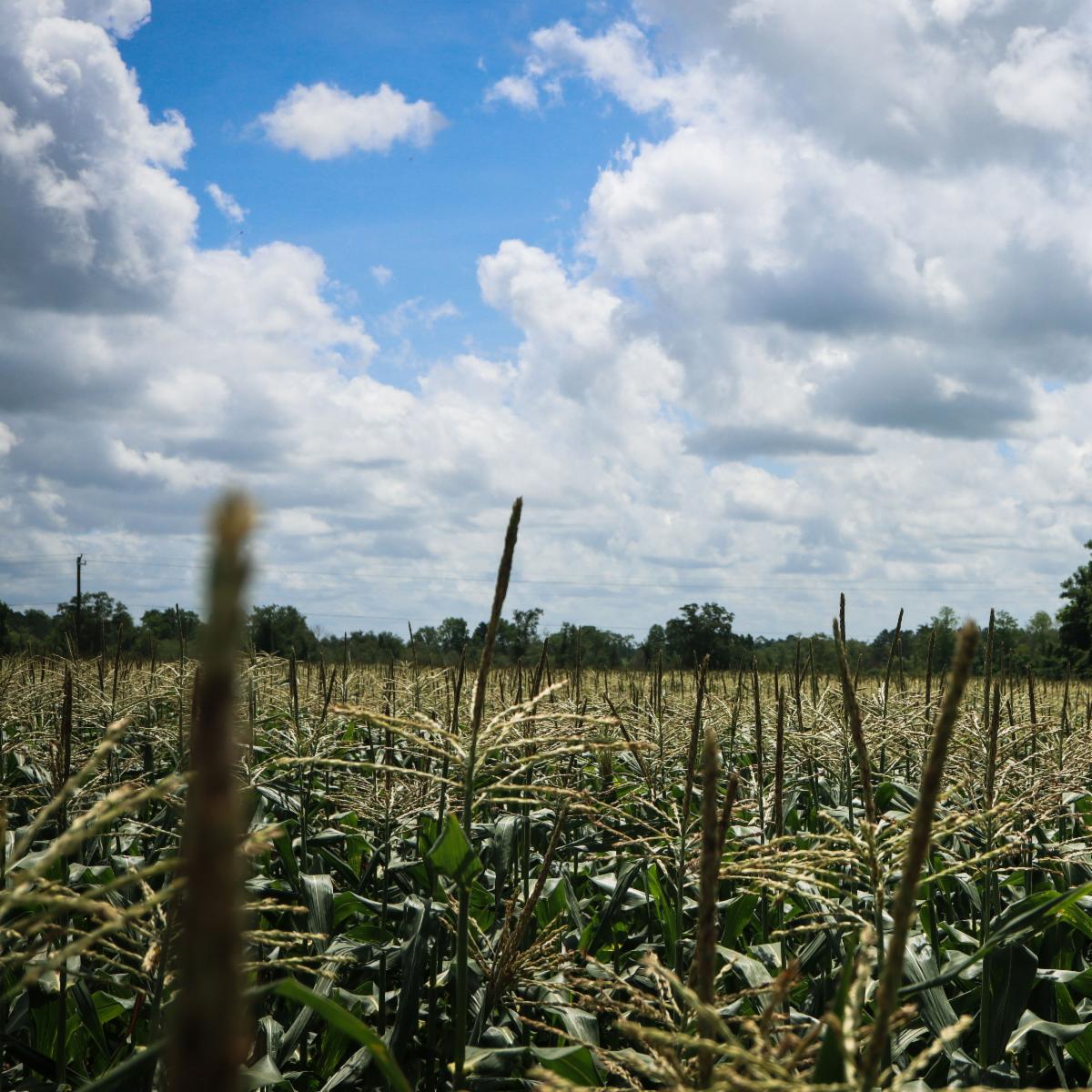 What is gleaning? And why is it so important?