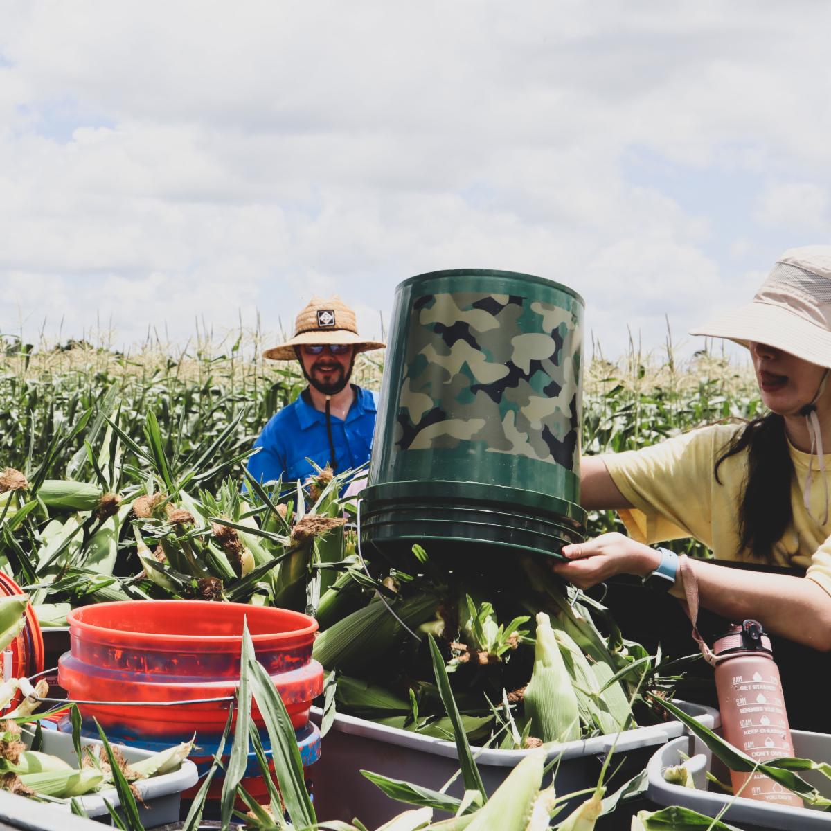 What is gleaning? And why is it so important?