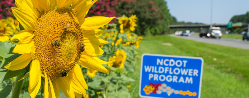 NCDOT Wildflower Program