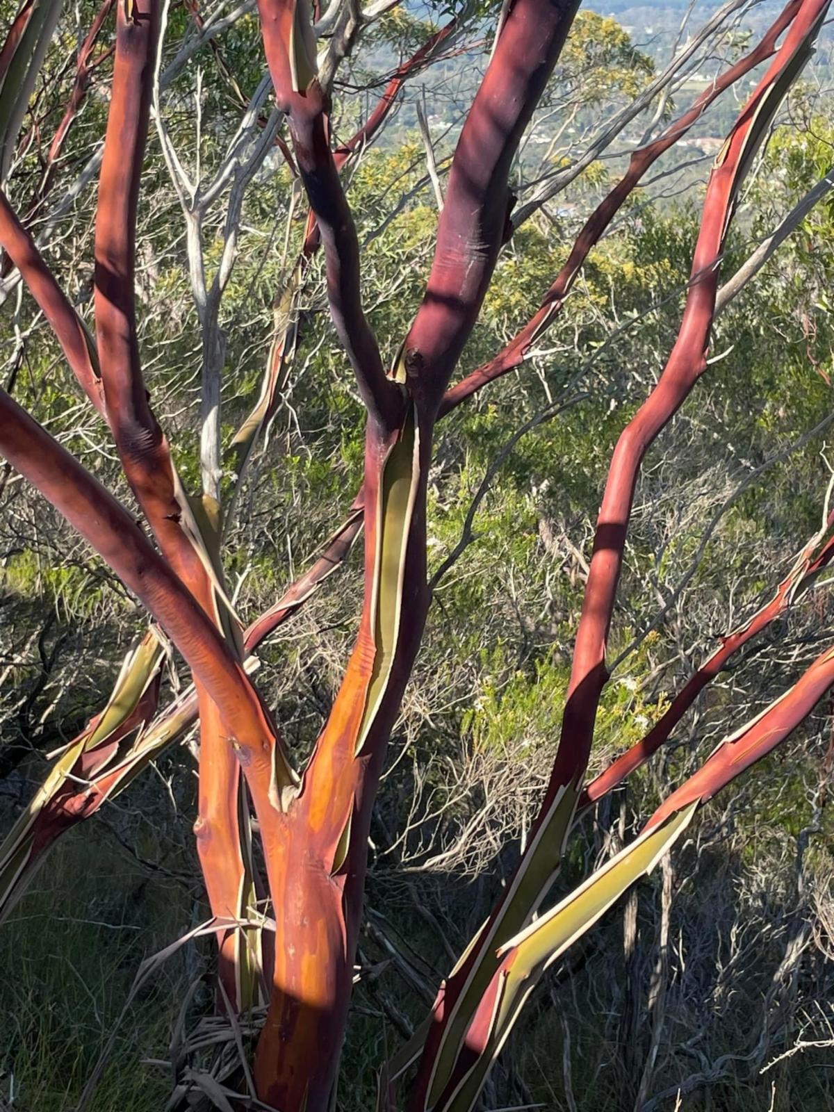 Underneath old layers, new ones emerge! 🐝🌳