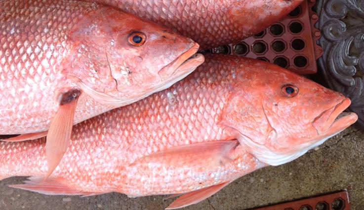 NOAA Fisheries Informs Council of Possible Red Snapper Season in the ...