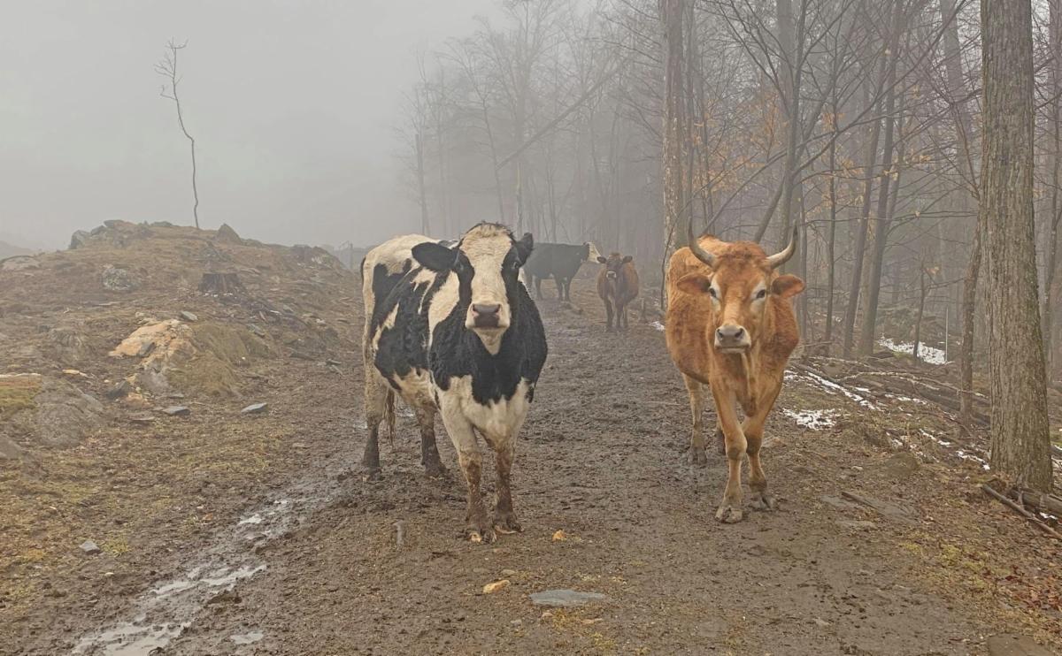 Introduction to Mud Season