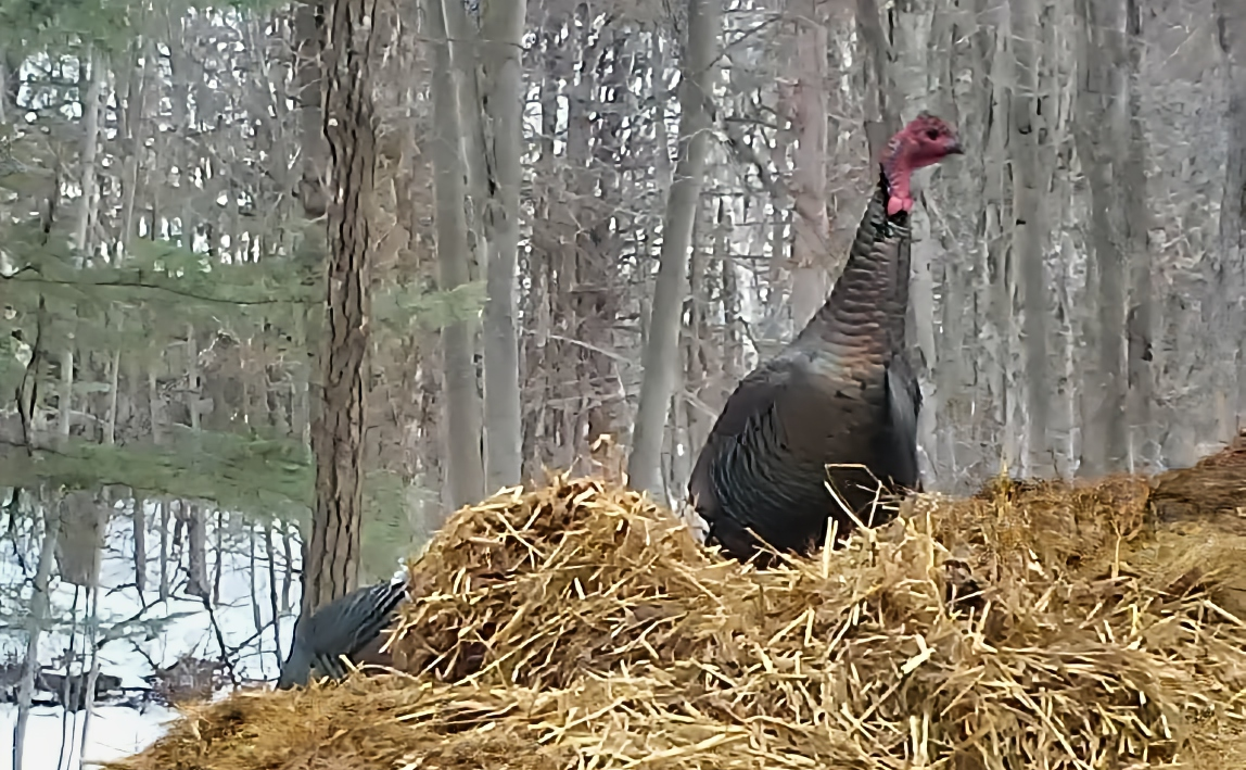Turkey Talk, part one