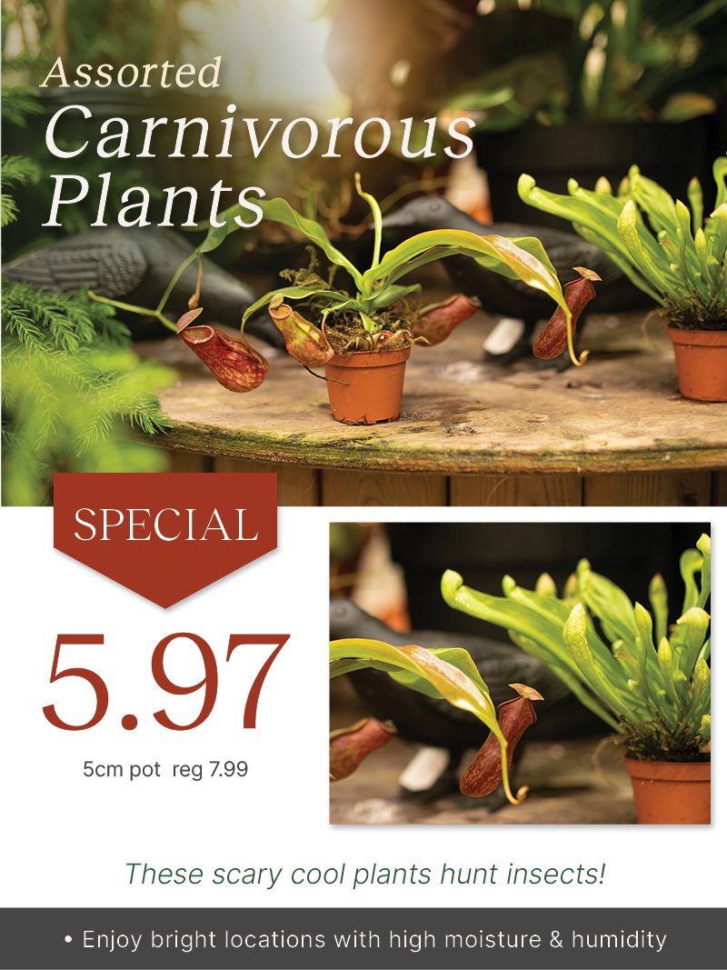 Spook-tacular SAVINGS on Pumpkins, exclusive SPRING bulbs collections ...