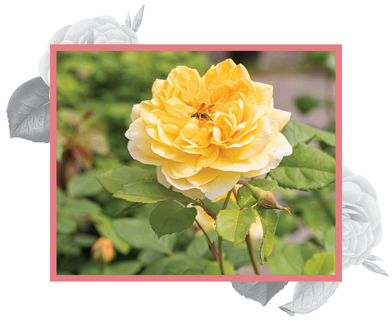 Roses! Bold and Beautiful STATEMENT plants for your GARDEN