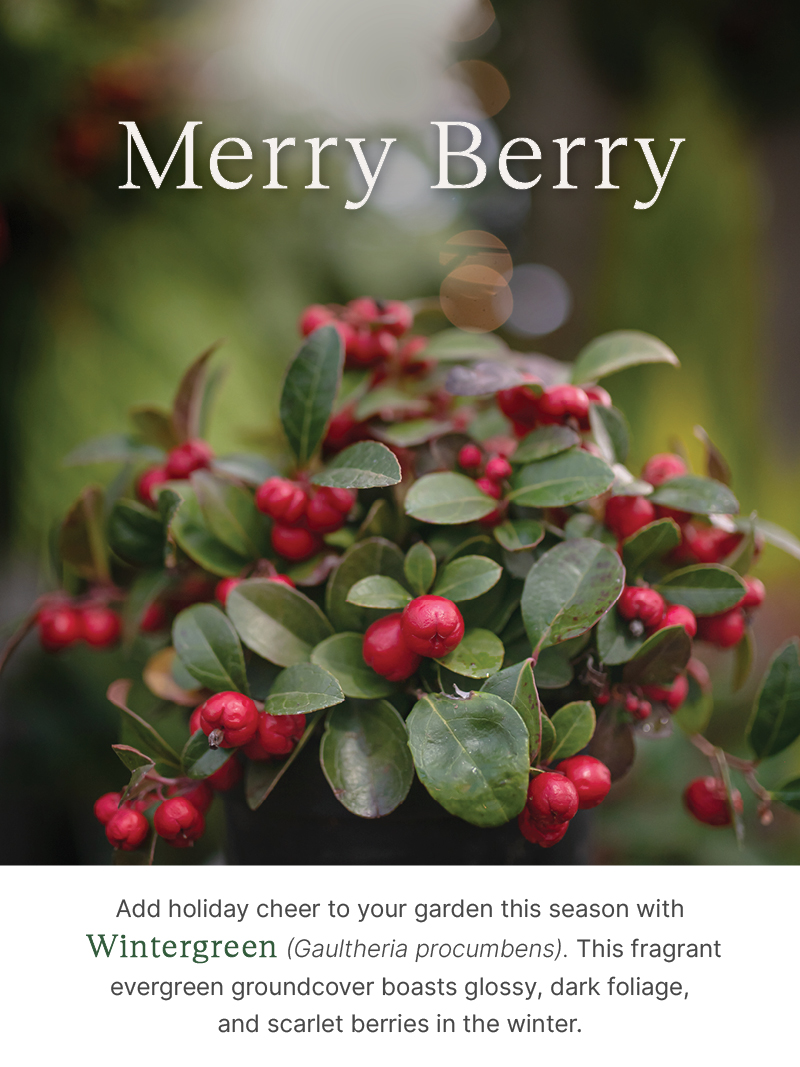Holiday Berries for a Merry Berry Season