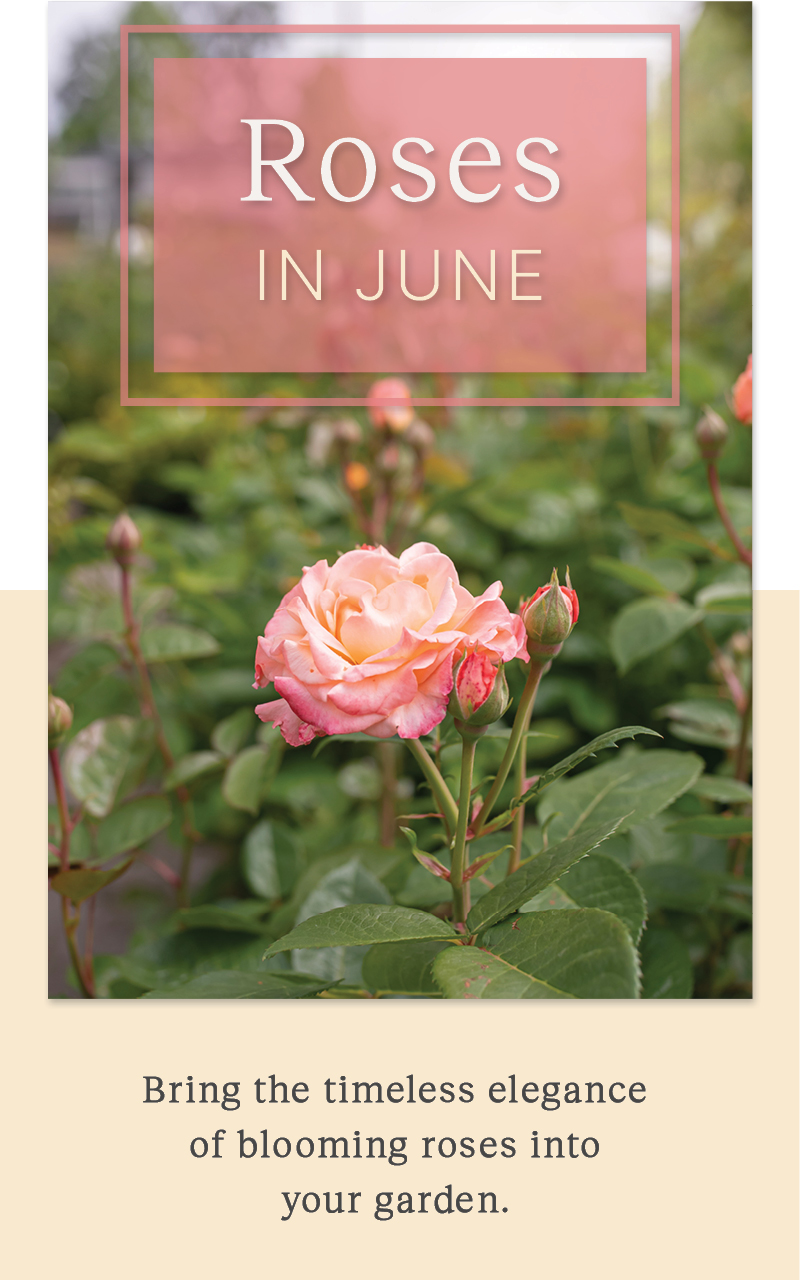 Roses! Bold and Beautiful STATEMENT plants for your GARDEN