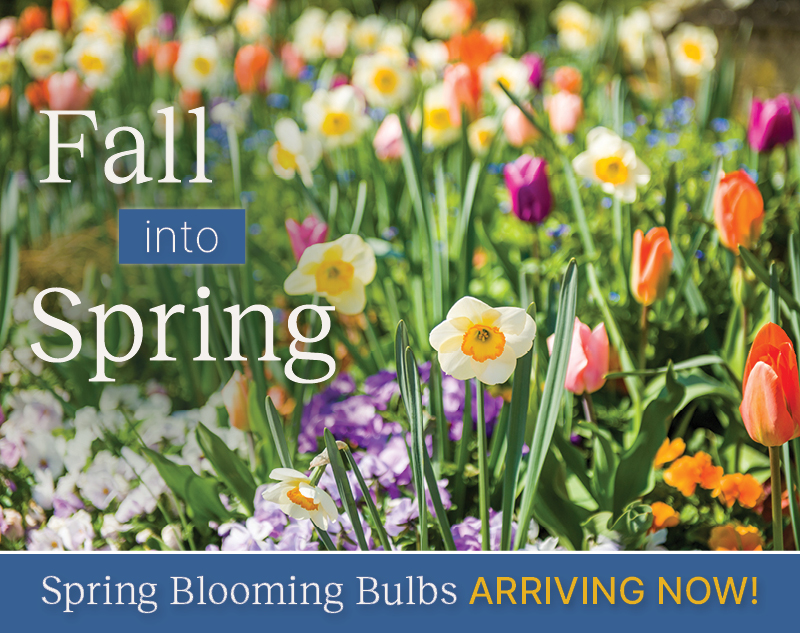 Spring BLOOMING Bulbs are arriving NOW!