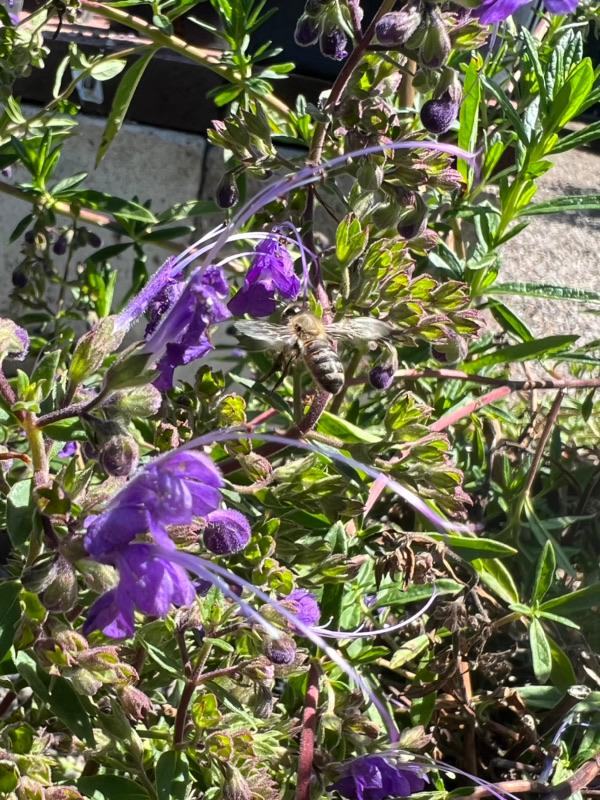 August Nursery Newsletter