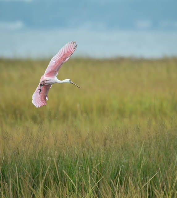 MCF’s October News & Events