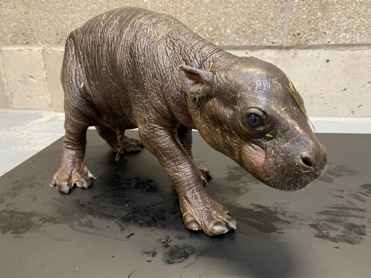Zoo Mail: Meet Our NEW Pygmy Hippo Calf 🦛