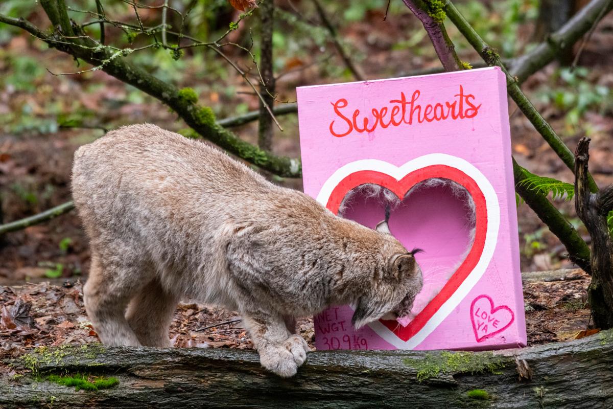 Feel the Love During Wild Valentine's Weekend 💘