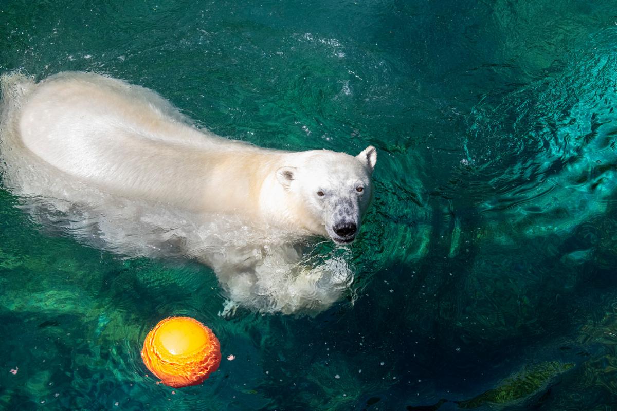 Happy National Zoo Keeper Week! 🐾