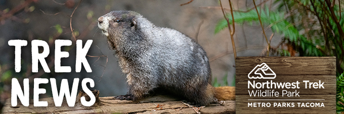 Spring Break at Northwest Trek