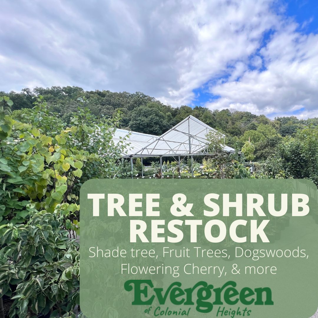 BIG Tree & Shrub Restock!!