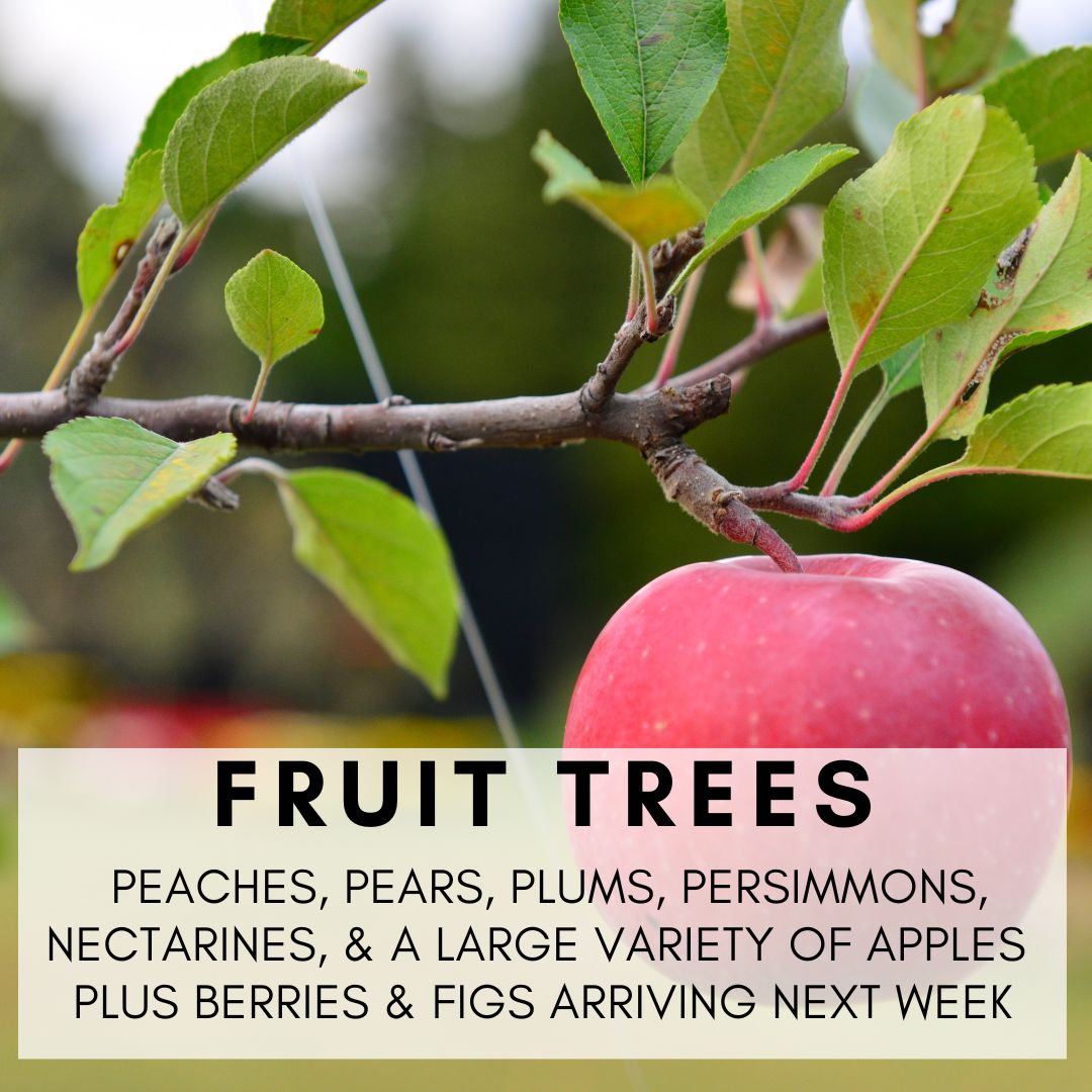 BIG Tree & Shrub Restock!!