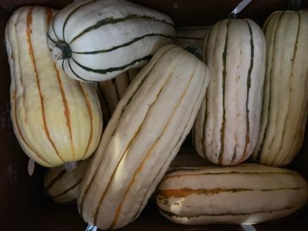 Fresh Ingredients for Seasonal Fall Meals and Bulk Order Pumpkins!