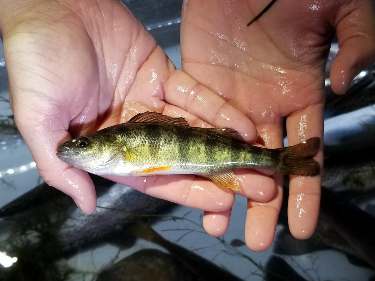 yellow perch found in norfork tailwater – The Ozark Fly Fisher Journal