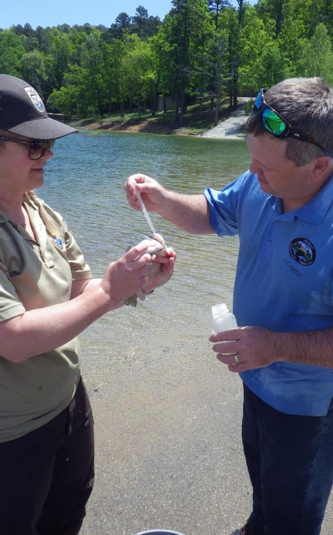 WHEN A BASS MEETS A MUSSEL: agfc – The Ozark Fly Fisher Journal