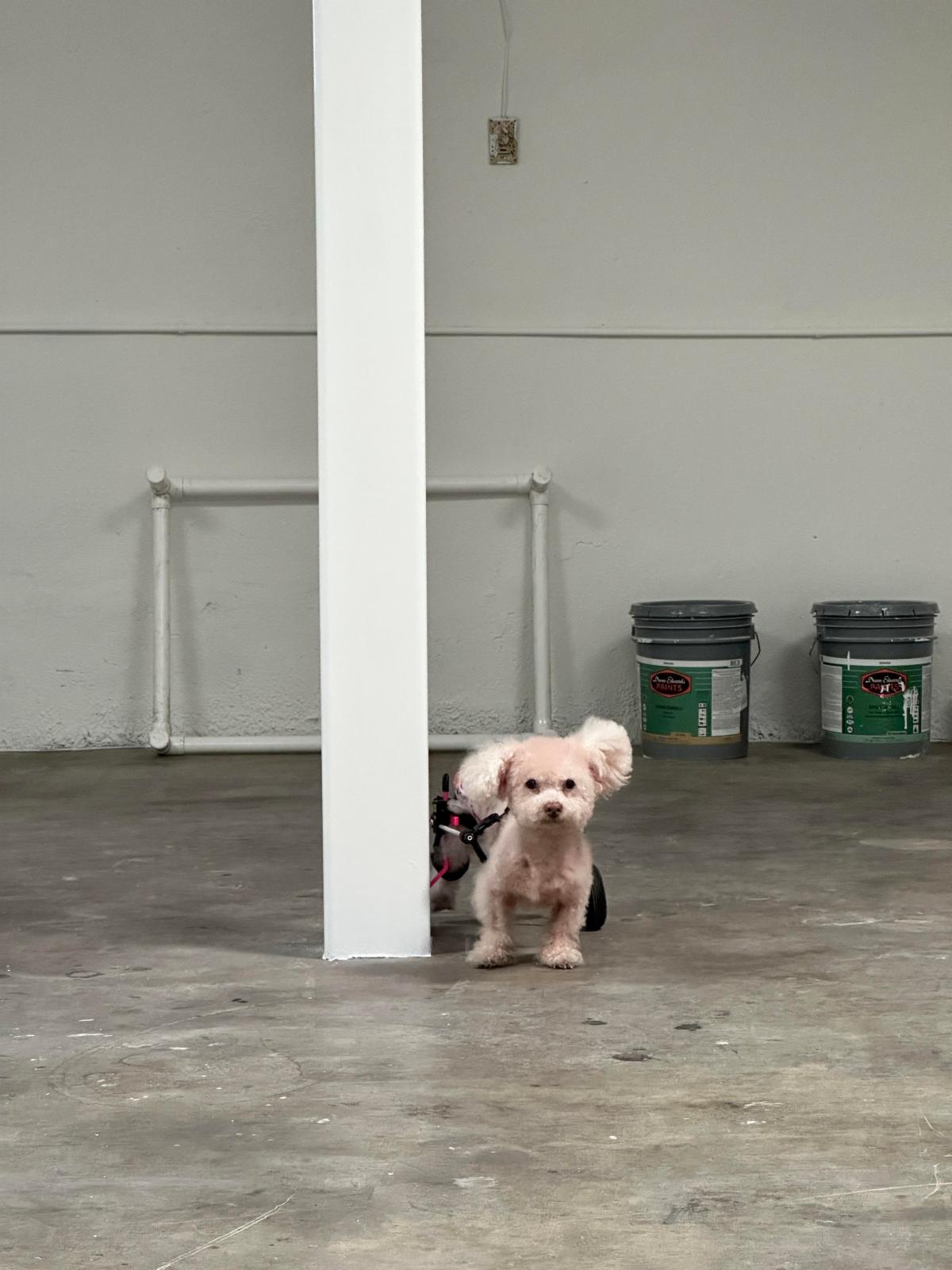 Moving time for the DAWGS?