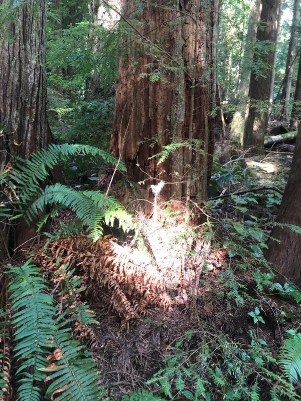 April Floating Root Doterra Call