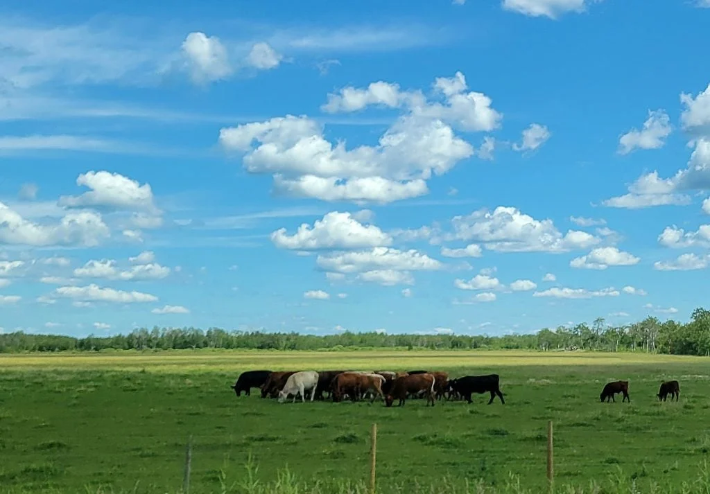 Cattle compensation numbers updated