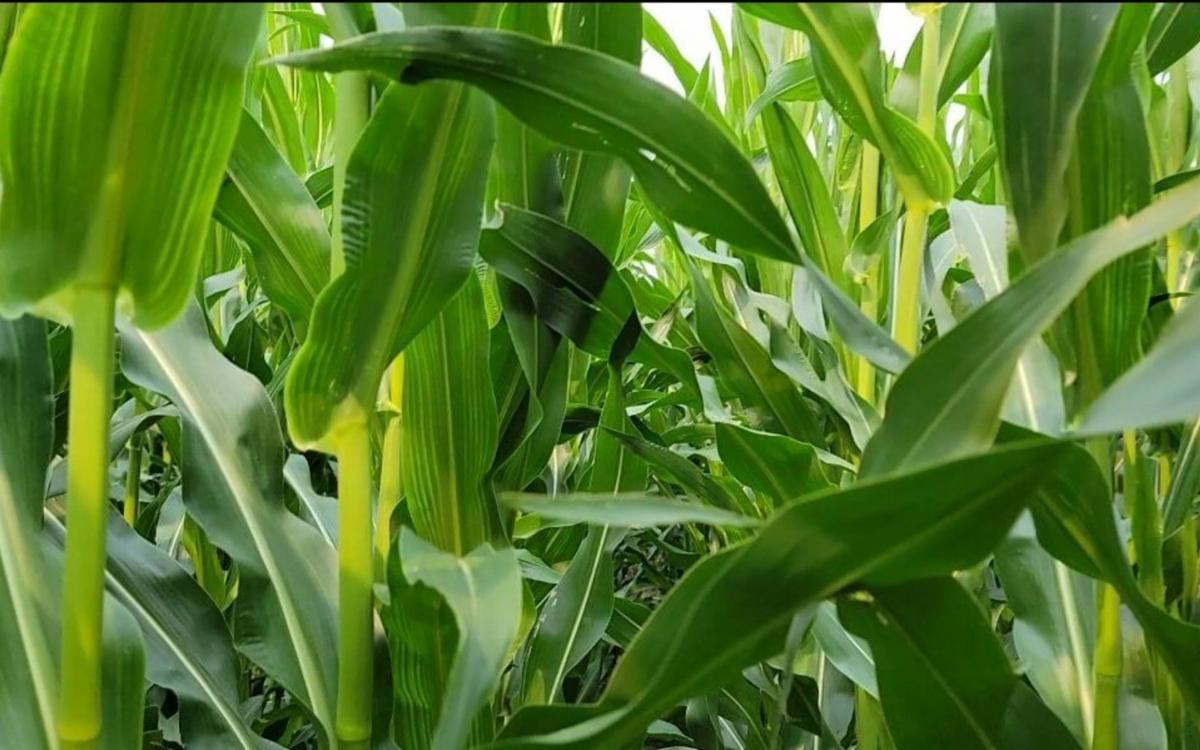 Building maximum corn yields