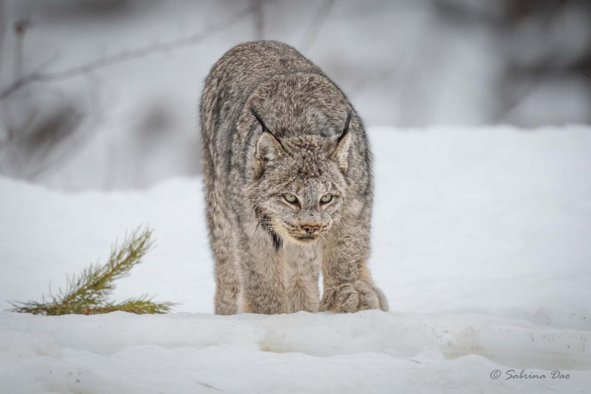 Lynx & Winter Wildlife Workshops 2024