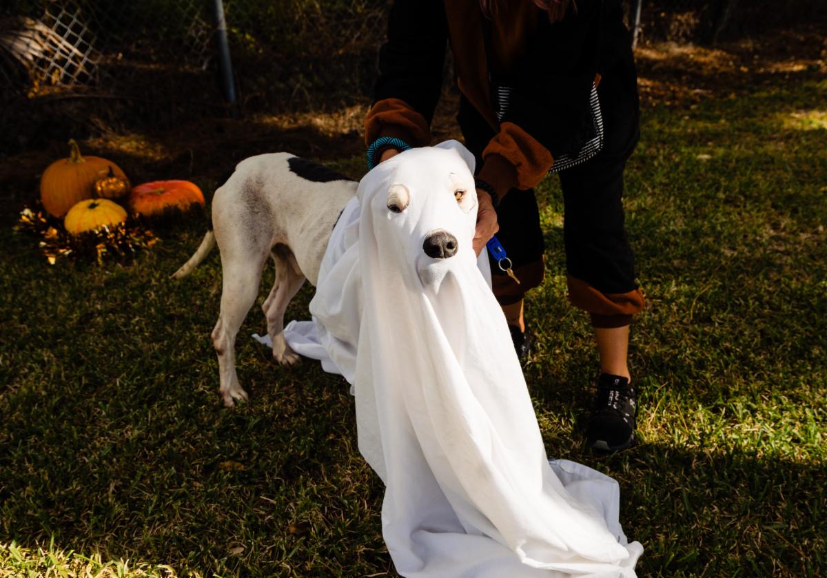 OCAS Monthly | November 2023