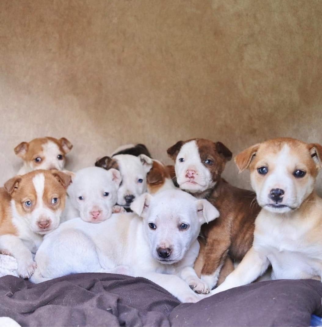 Home [www.fencesforfido.org]