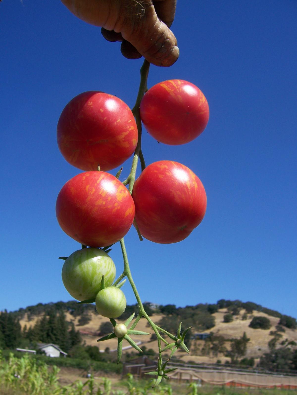 New Tomato Variety Packages Available