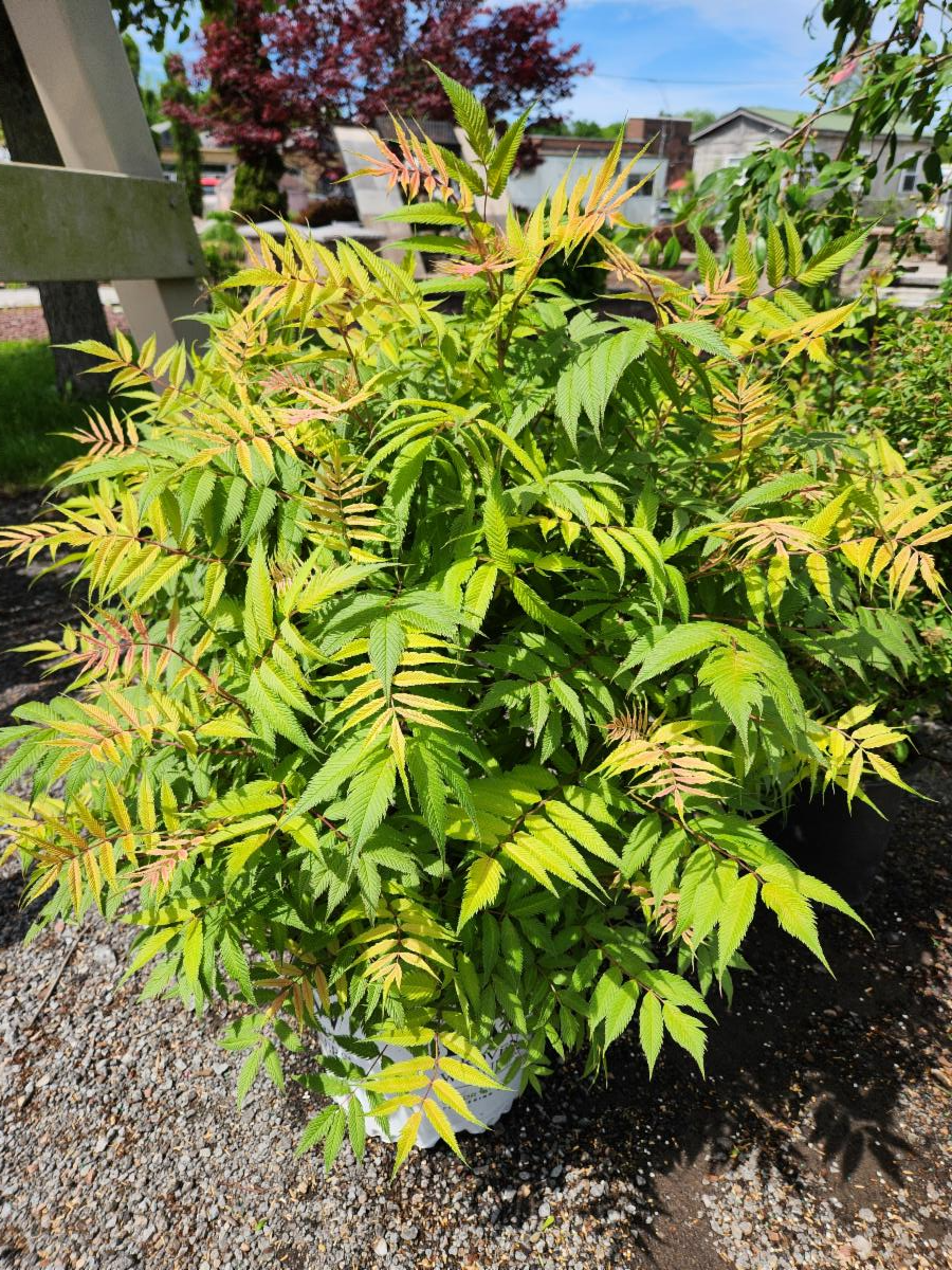 Shop Local: Fresh Plants Await You!