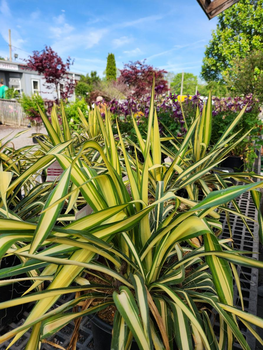 Shop Local: Fresh Plants Await You!