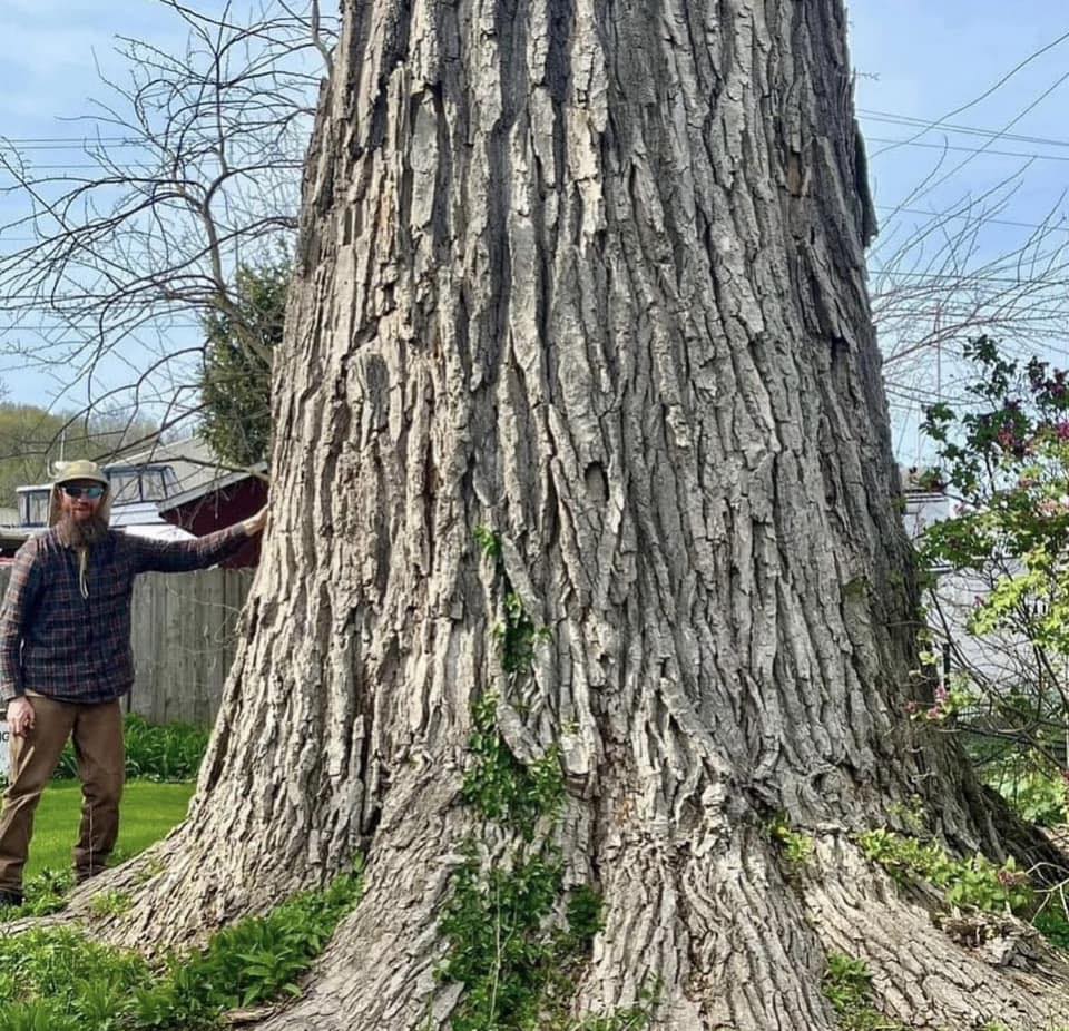 The 2023 Landis Arboretum BIG Tree Search is now open!