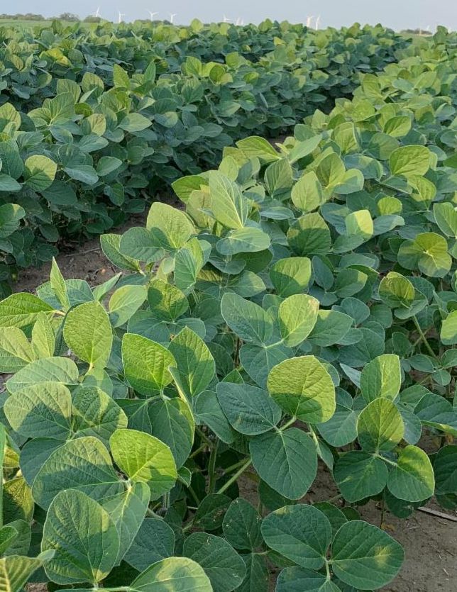 Product Highlight: Z/Micro