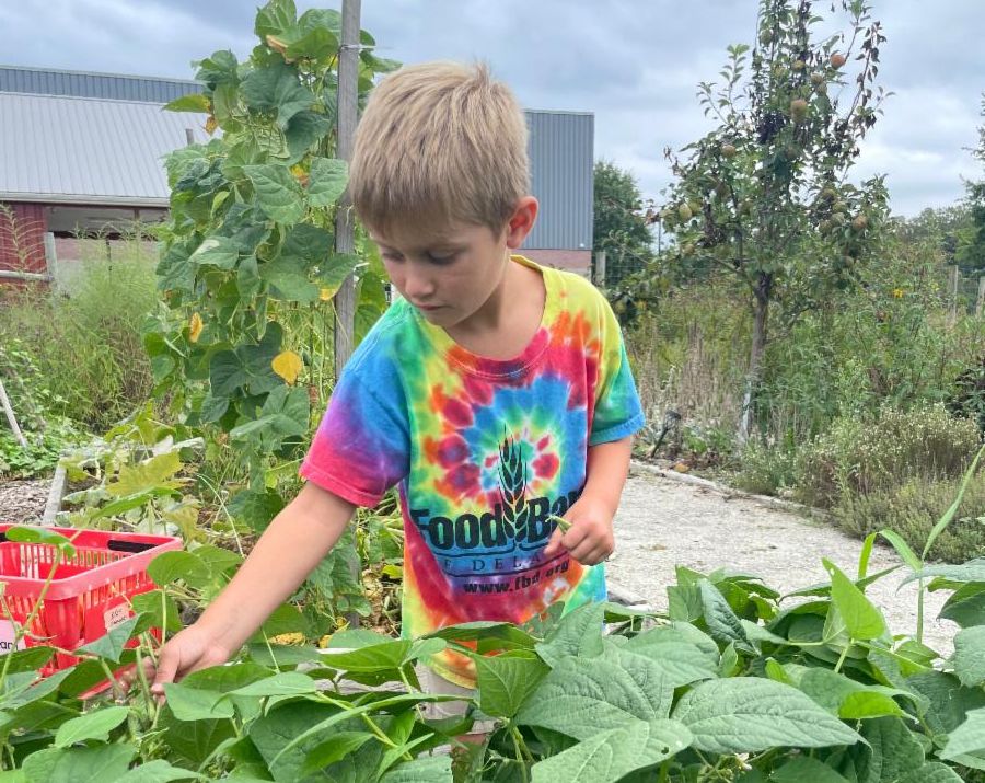 Enjoy fresh produce bundles from the Food Bank Farm in Newark!