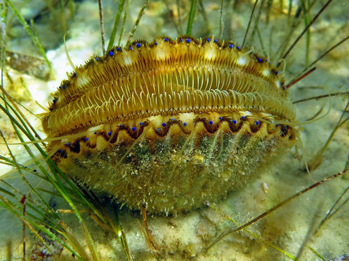 Quality Boats Cruise Club Scalloping Trip to Plantation at Crystal River