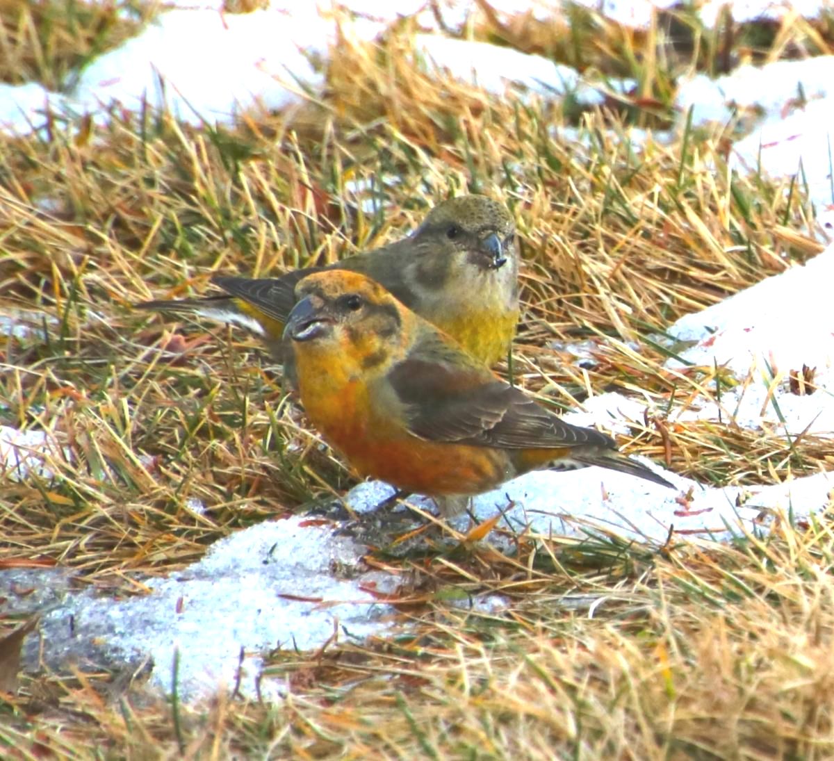 Birding at The Brinton 1/20/24