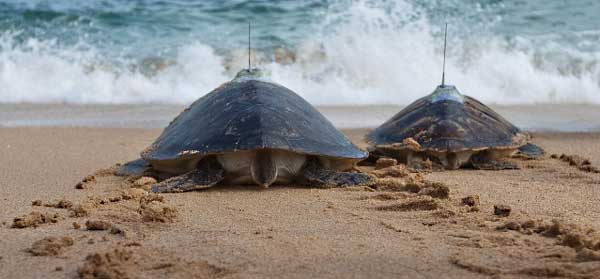 Shark & Ocean Newsletter