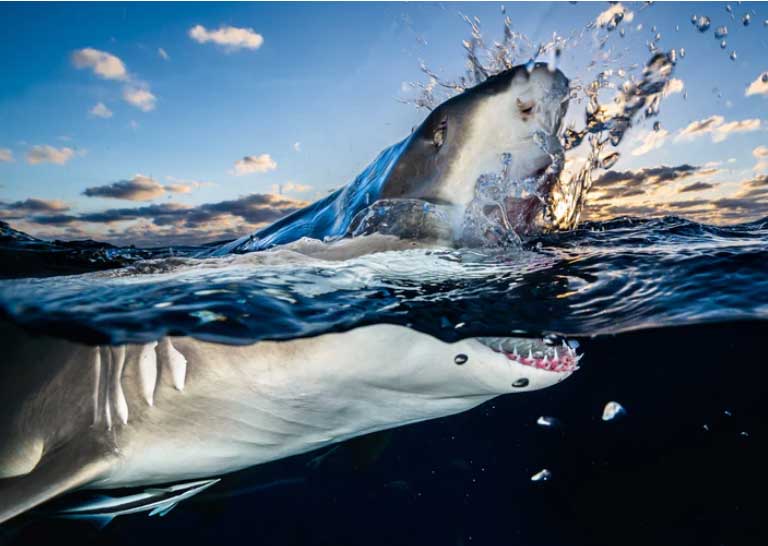 A Weekly Round-up of News From the Shark Research Institute