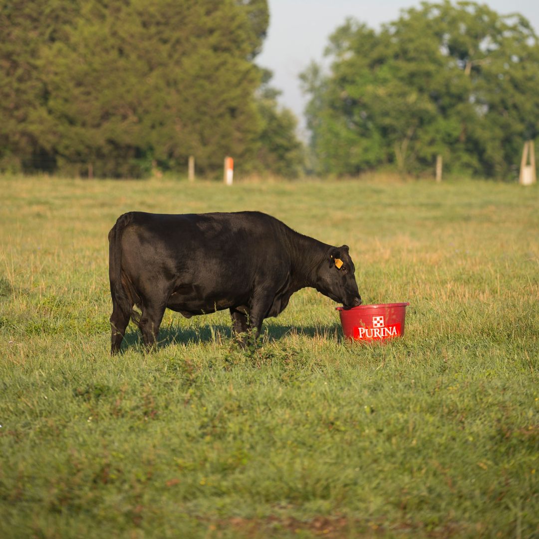 CSCS July News & Coupon