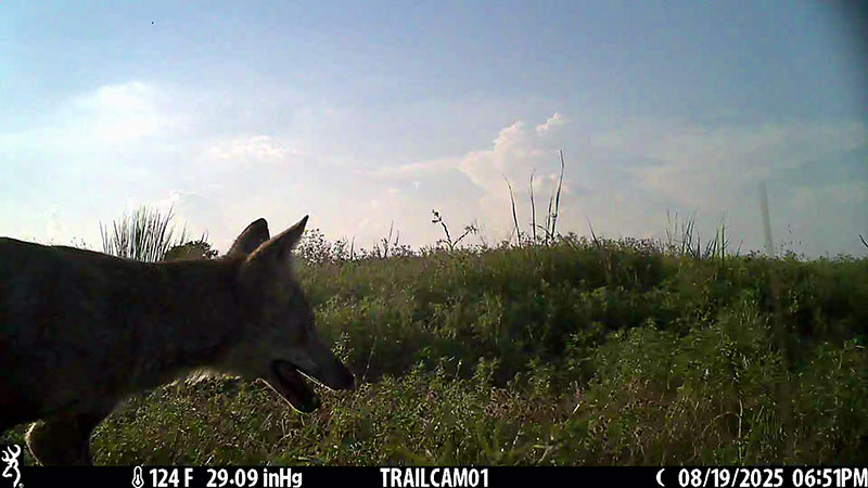 Meet the Prairie Wolf of the Fort Worth Prairie Park