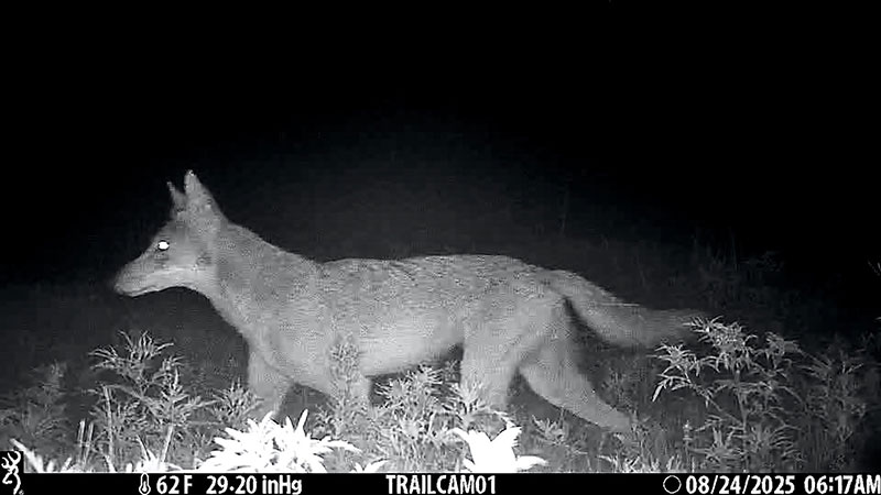 Meet the Prairie Wolf of the Fort Worth Prairie Park