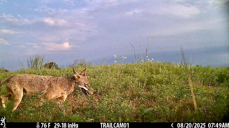 Meet the Prairie Wolf of the Fort Worth Prairie Park